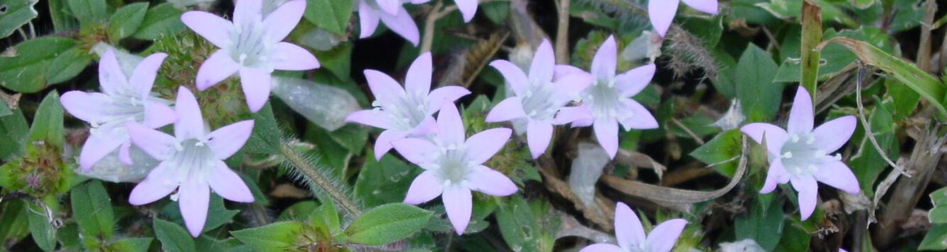 Flowering now as a holiday reminder of the real snow up north - UF/IFAS ...