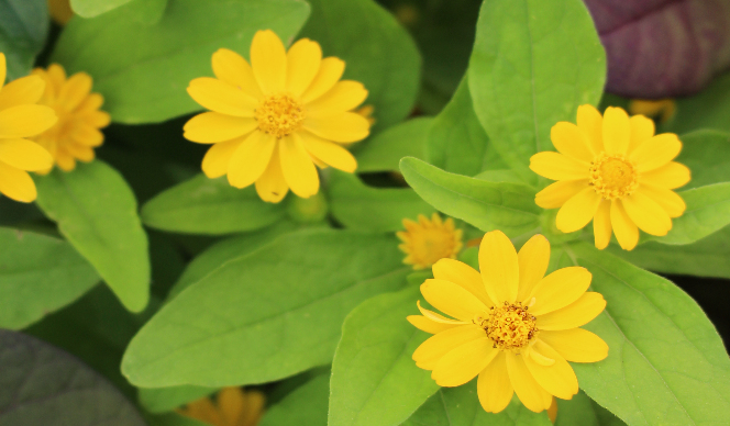 More butter in the garden - UF/IFAS Extension Charlotte County