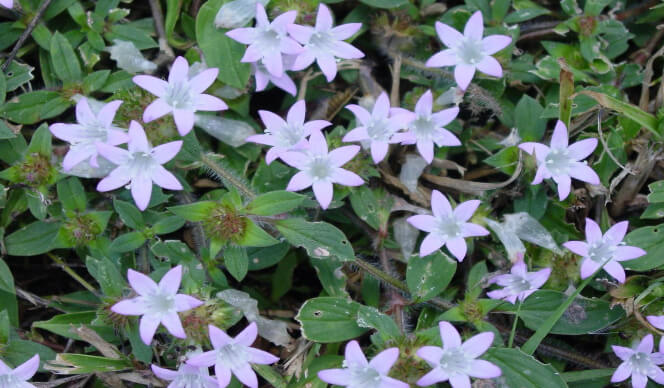 Flowering now as a holiday reminder of the real snow up north - UF/IFAS ...