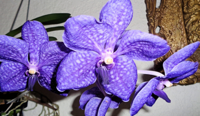 Vanda orchids at a glance - UF/IFAS Extension Charlotte County