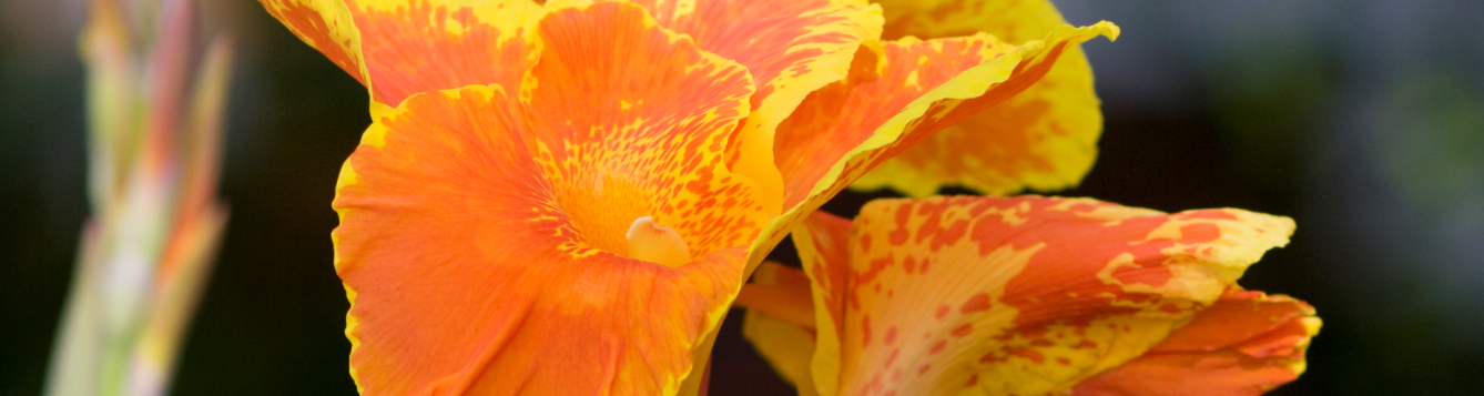 Canna I grow it? - UF/IFAS Extension Charlotte County