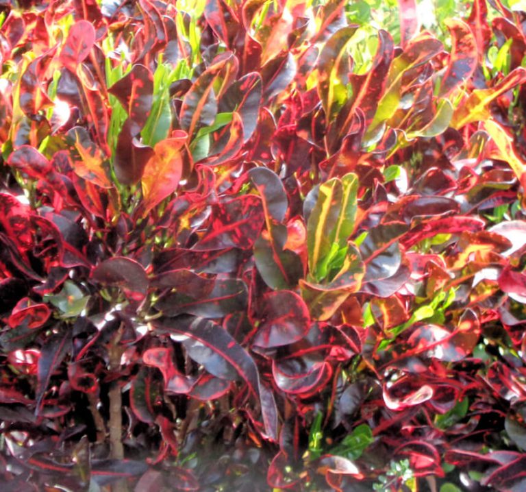Crotons – a living paint palette of color - UF/IFAS Extension Charlotte ...