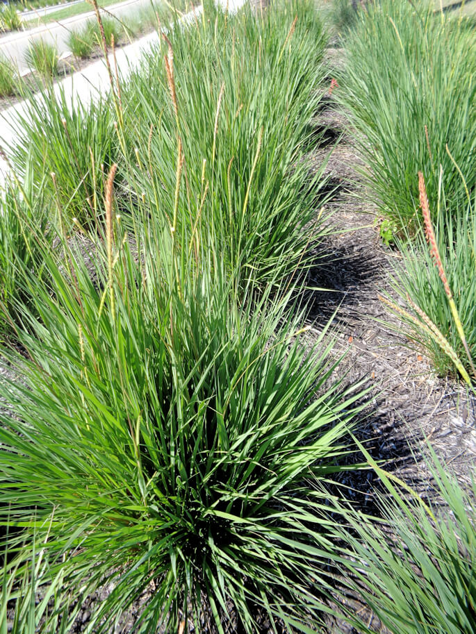 Fakahatchee’s little cousin - UF/IFAS Extension Charlotte County