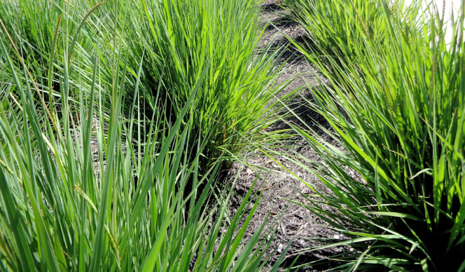 Fakahatchee’s little cousin - UF/IFAS Extension Charlotte County