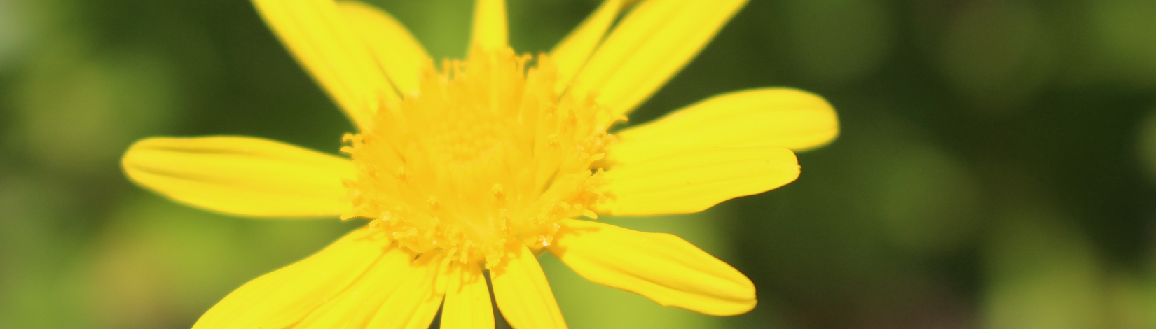A daisy in the bush is worth two in the hand - UF/IFAS Extension ...