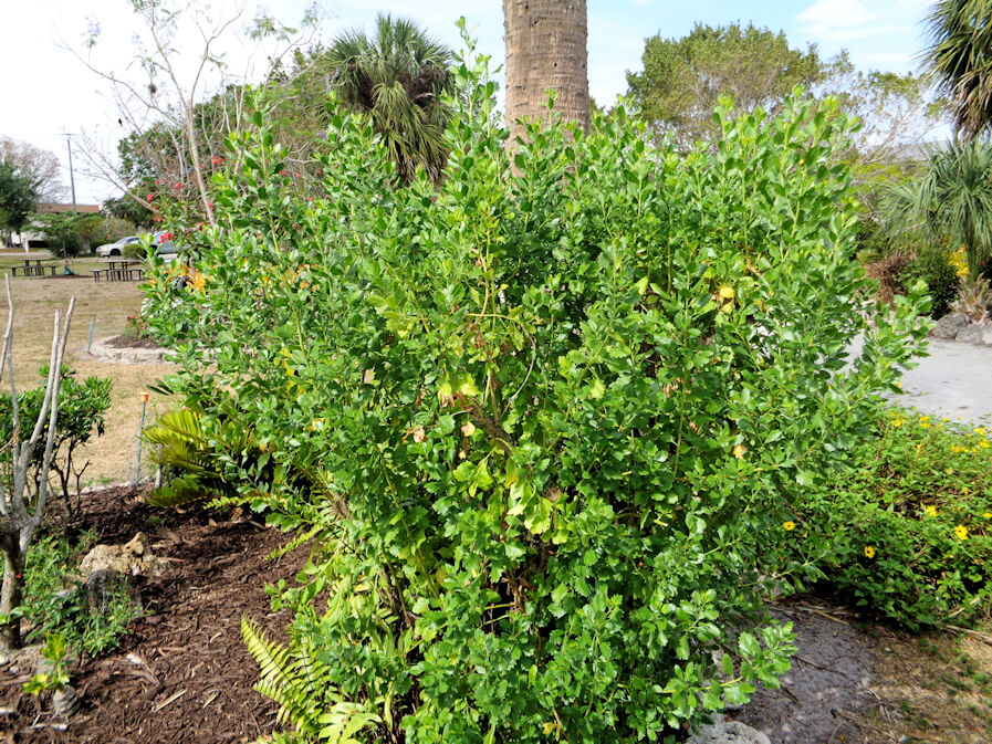 Blowing in soon – the saltbush - UF/IFAS Extension Charlotte County