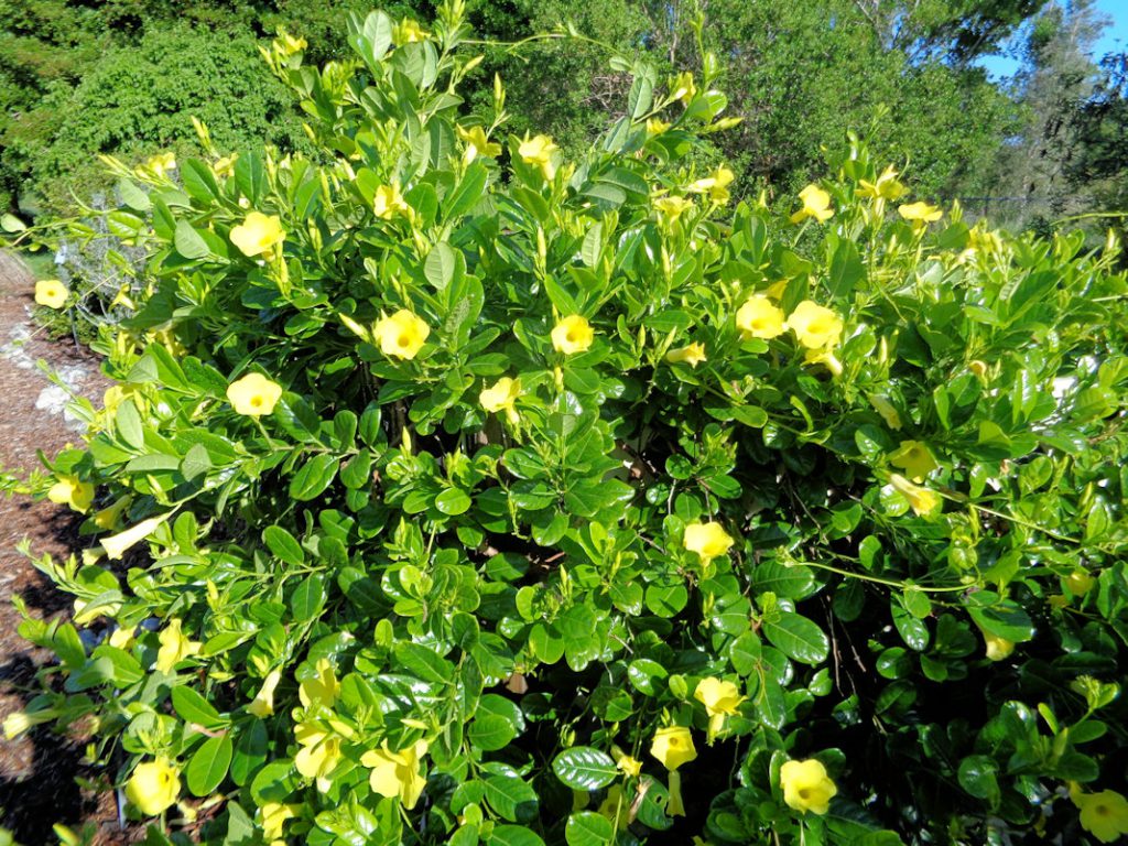 The only allamanda you will ever need - UF/IFAS Extension Charlotte County
