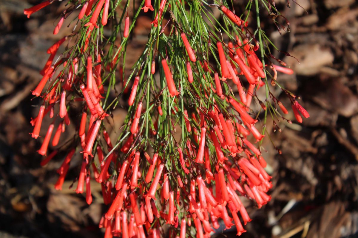 Blockbuster in the landscape – the firecracker plant - UF/IFAS ...