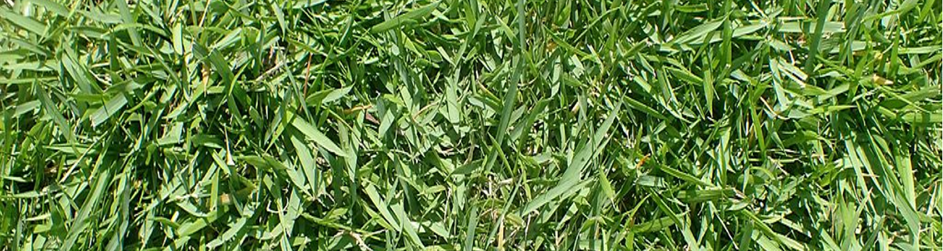 Foolproof Lawncare: Zoysiagrass - UF/IFAS Extension Charlotte County
