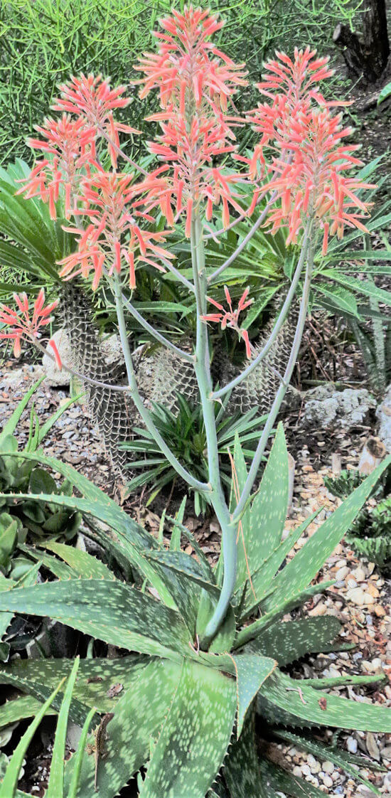Suds in the garden - UF/IFAS Extension Charlotte County