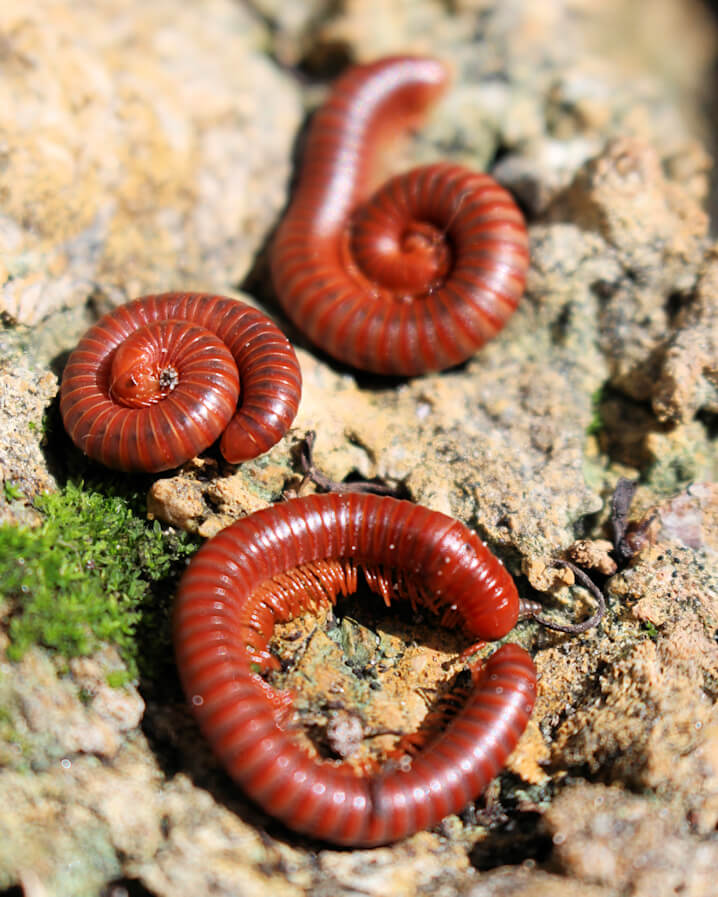 Once upon a millipede - UF/IFAS Extension Charlotte County