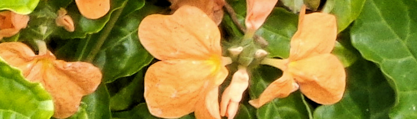 Shades of orange – the crossandra - UF/IFAS Extension Charlotte County