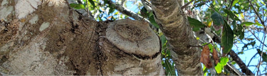 Agriculture Archives - UF/IFAS Extension Charlotte County