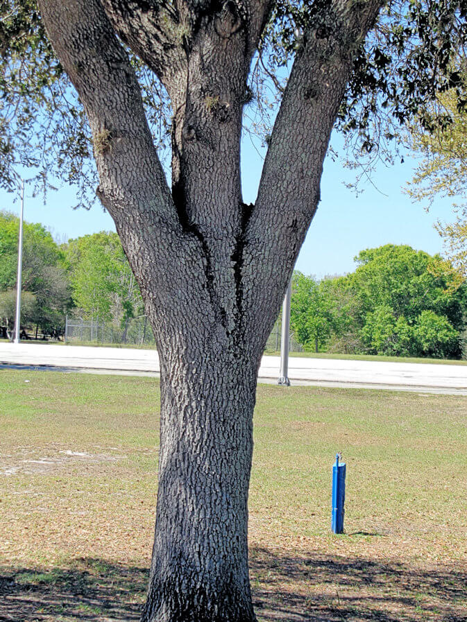 Wishbones - UF/IFAS Extension Charlotte County