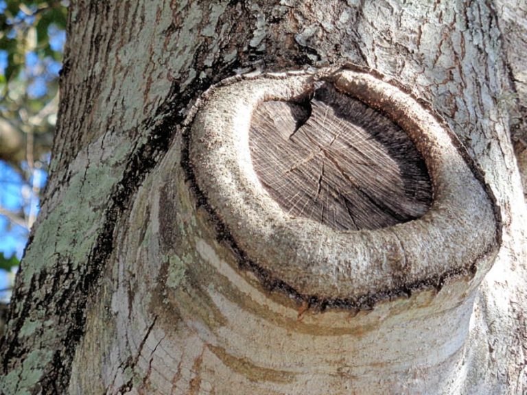 Callus after the storm – time to seal - UF/IFAS Extension Charlotte County