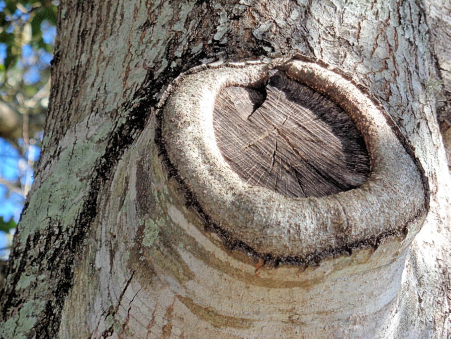 Callus after the storm – time to seal - UF/IFAS Extension Charlotte County