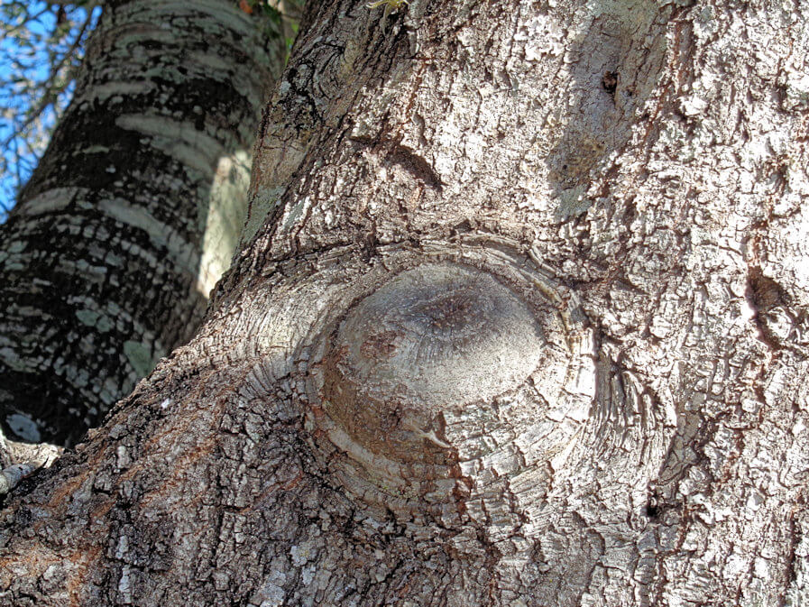 Callus after the storm – time to seal - UF/IFAS Extension Charlotte County