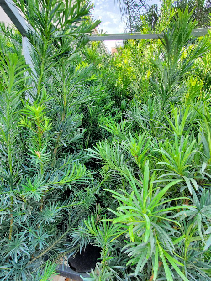 The multipurpose podocarpus - UF/IFAS Extension Charlotte County