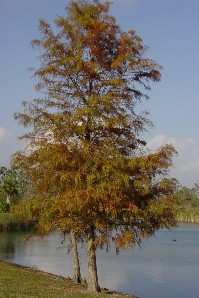 Looking to plant new trees – what are best to resist a hurricane? - UF ...