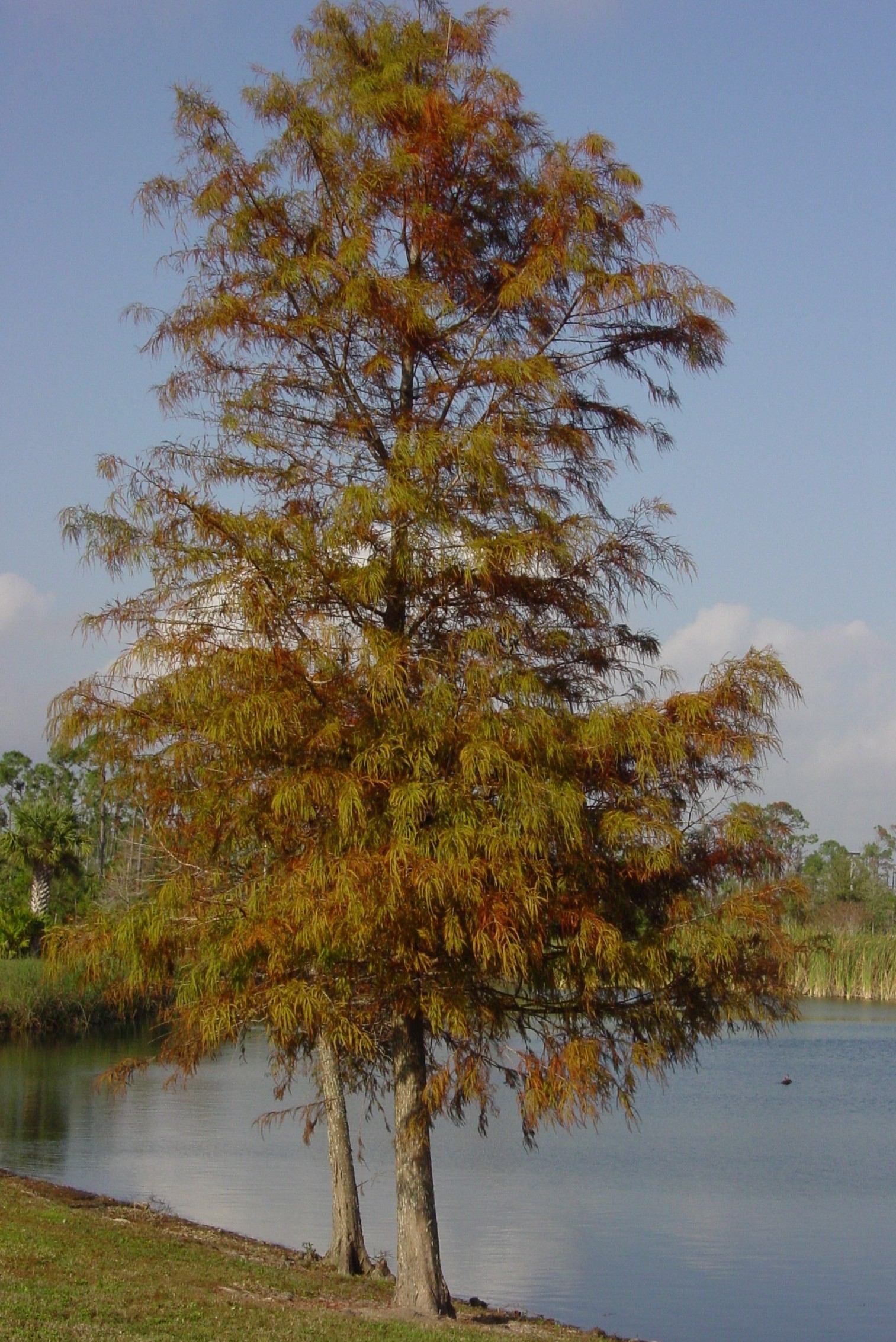 Looking to plant new trees – what are best to resist a hurricane? - UF ...