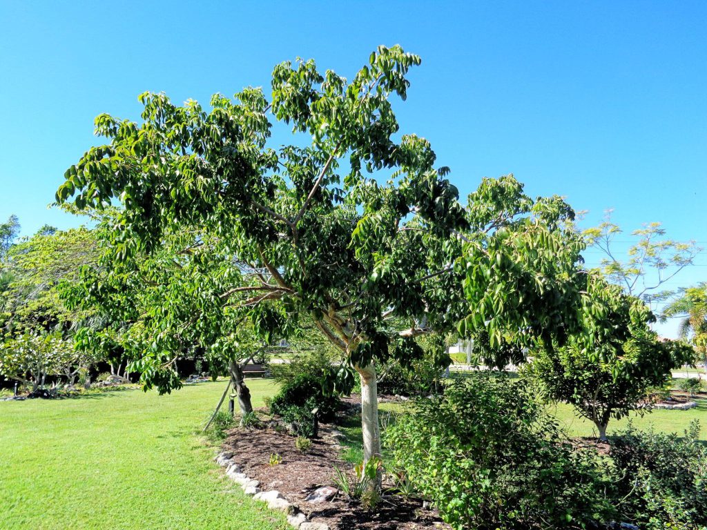 Looking to plant new trees – what are best to resist a hurricane? - UF ...