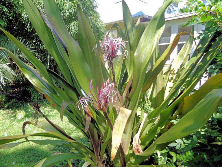 The queen of perennials – the crinum lily - UF/IFAS Extension Charlotte ...