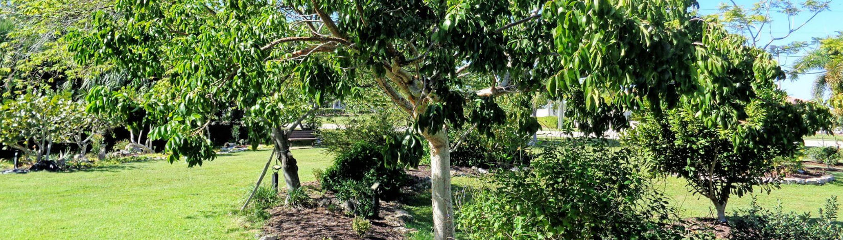 Looking to plant new trees – what are best to resist a hurricane? - UF ...