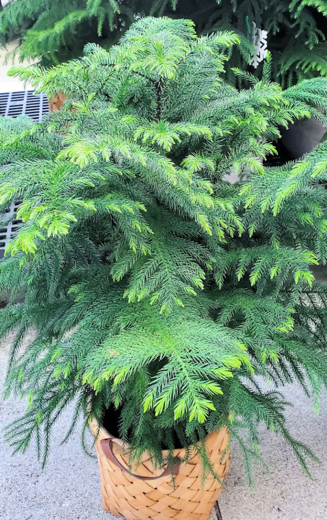 Norfolk Island pines – enjoy them now, maybe don’t plant them later ...