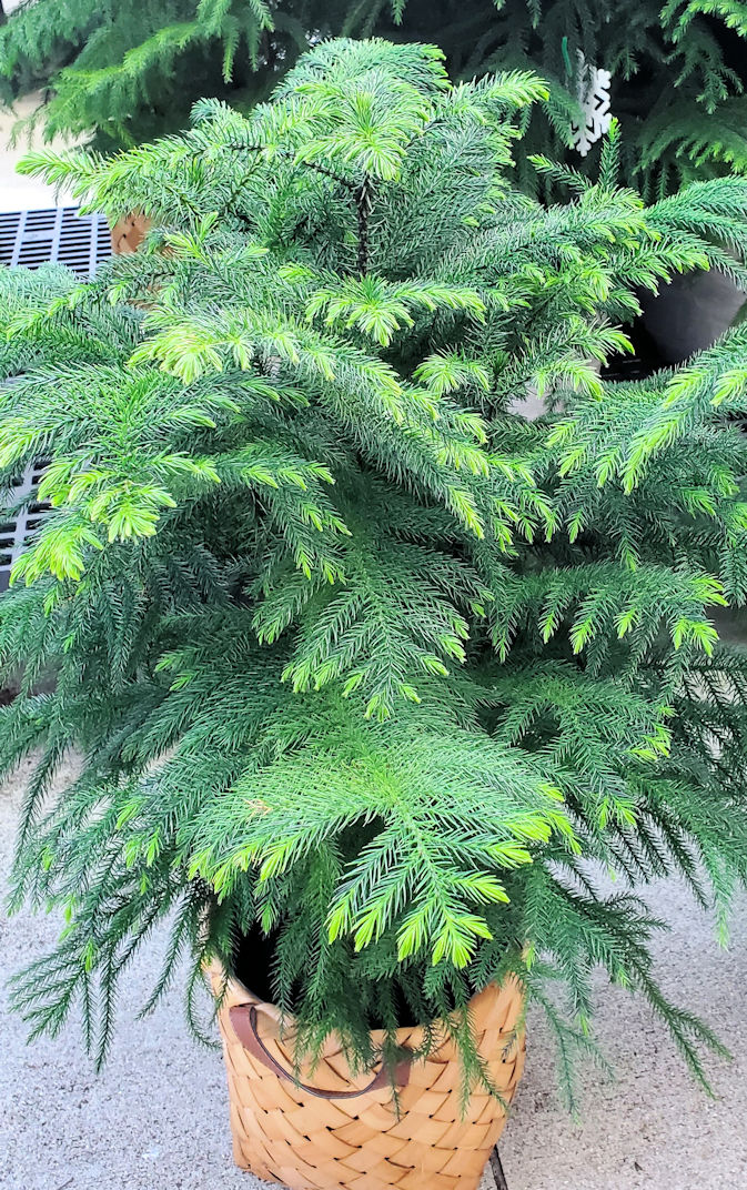 Norfolk Island pines – enjoy them now, maybe don’t plant them later ...