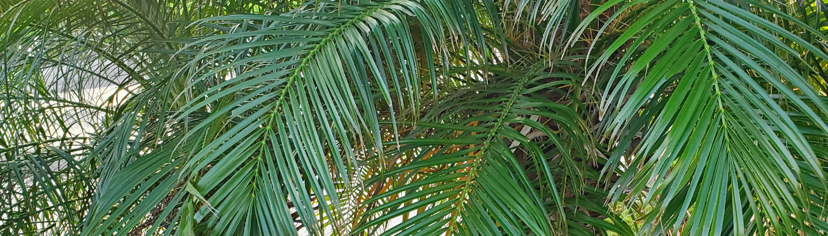 Small palm, big impact - UF/IFAS Extension Charlotte County