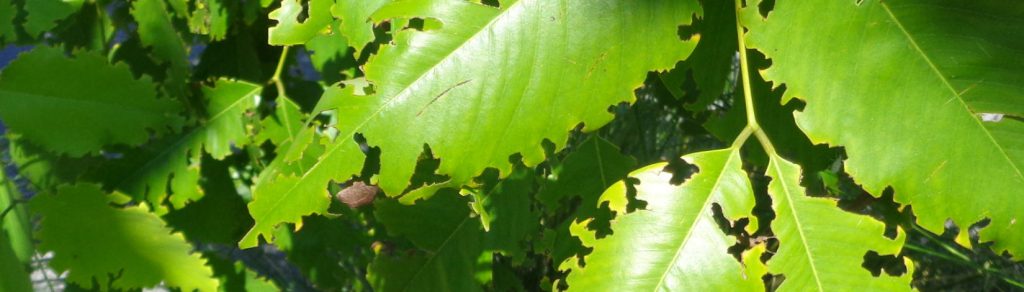 UF/IFAS Extension Charlotte County