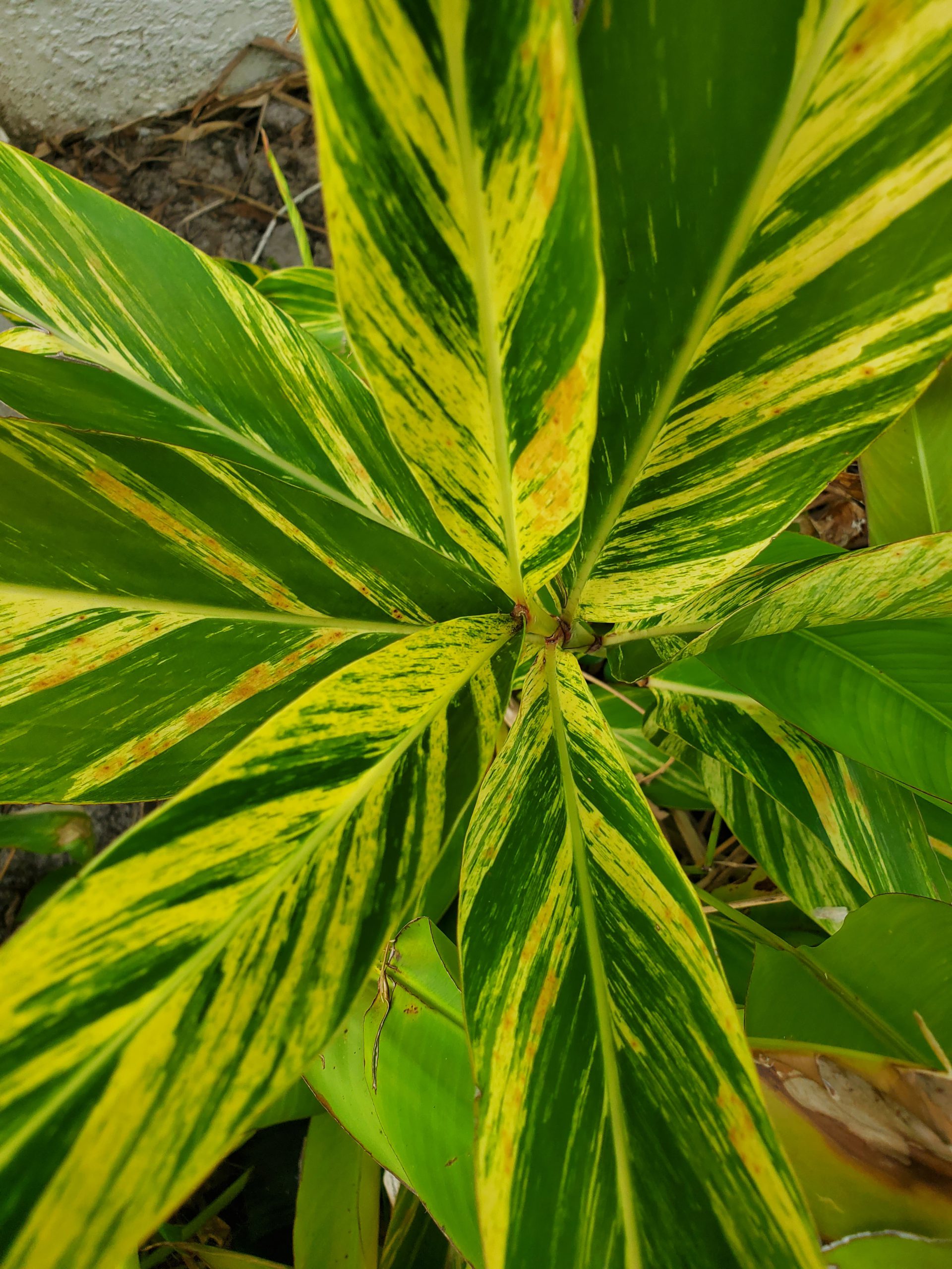 Variegation sensation – variegated plants - UF/IFAS Extension Charlotte ...