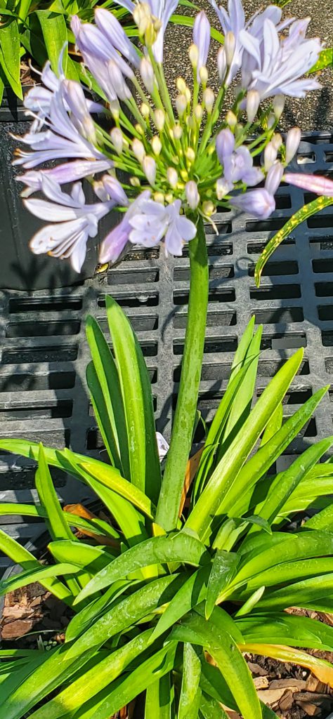 In search of … the lily of the Nile - UF/IFAS Extension Charlotte County