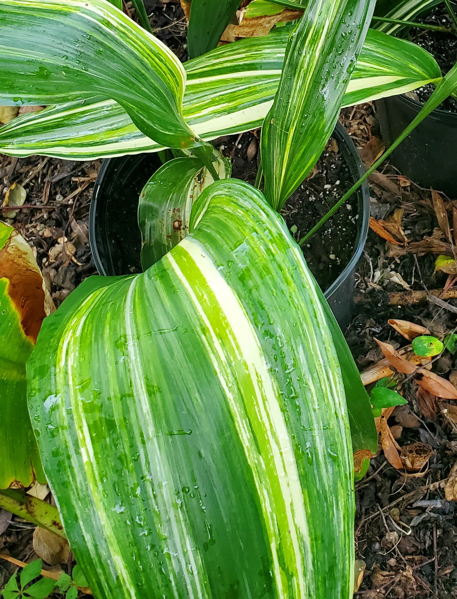 If you have shade, you need the cast iron plant - UF/IFAS Extension ...