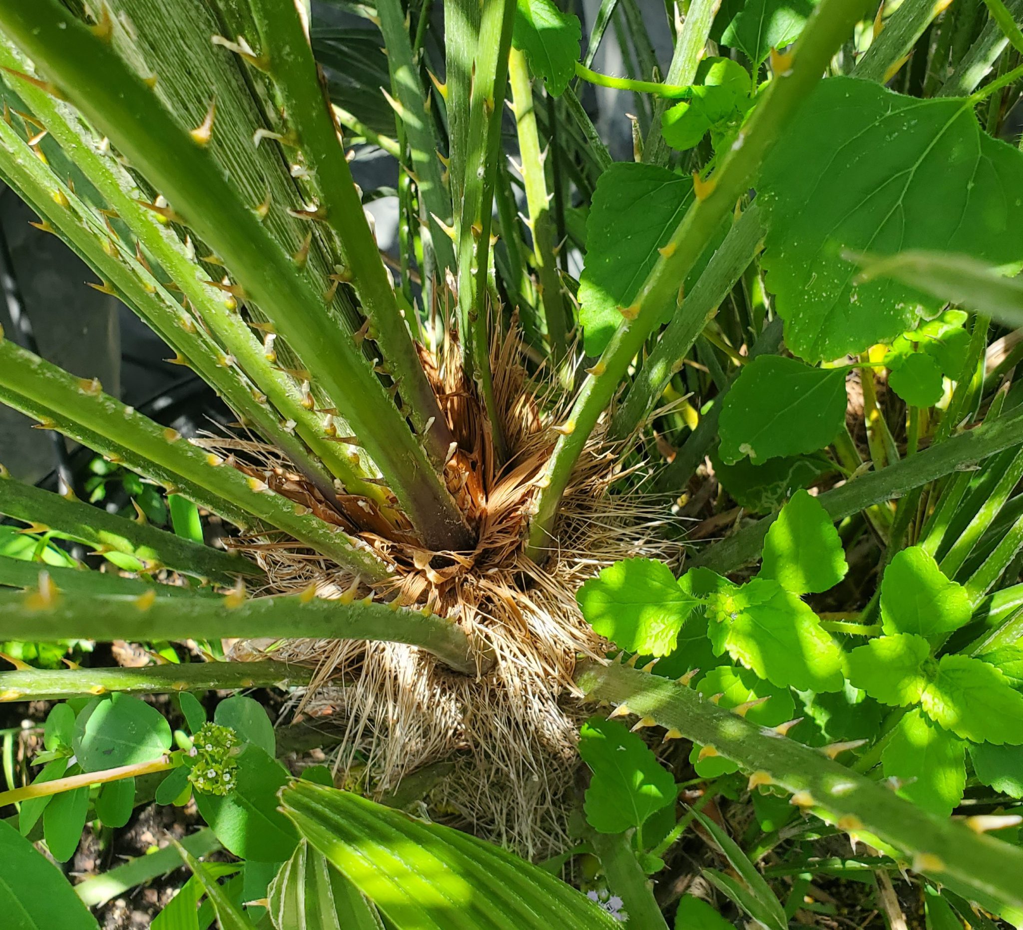 A palm from Europe? - UF/IFAS Extension Charlotte County