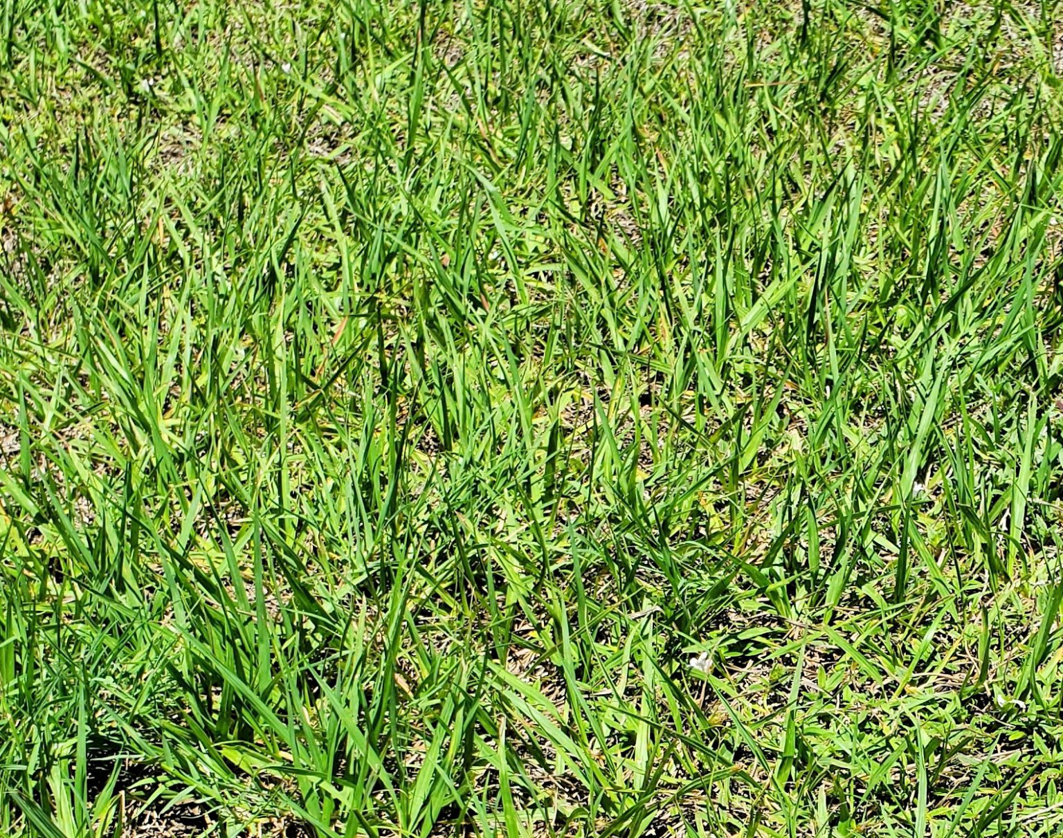 Tuff turf – Bahia grass - UF/IFAS Extension Charlotte County