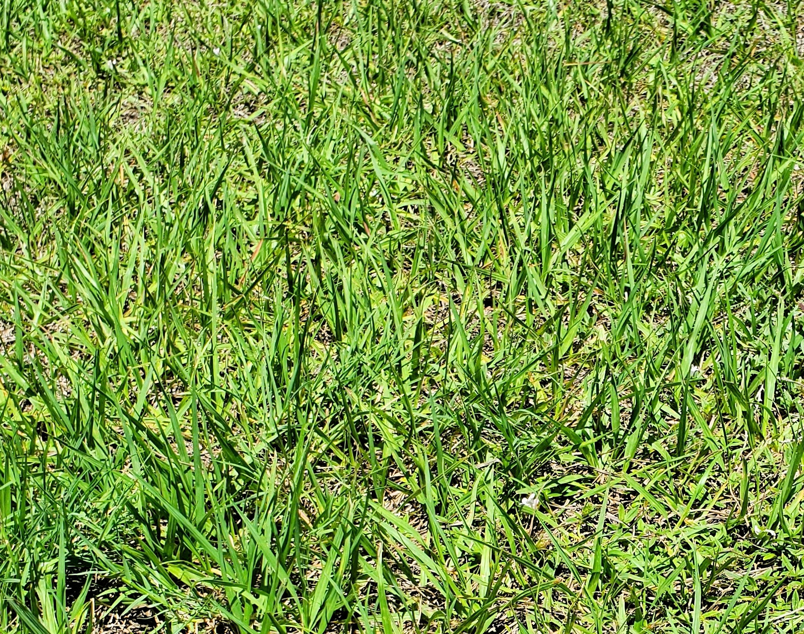 Tuff turf – Bahia grass - UF/IFAS Extension Charlotte County