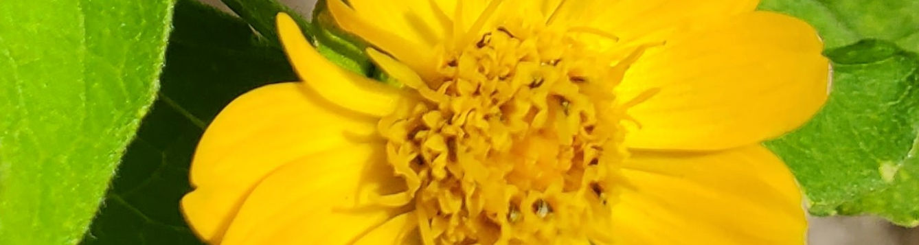 Please pass the butter daisy - UF/IFAS Extension Charlotte County