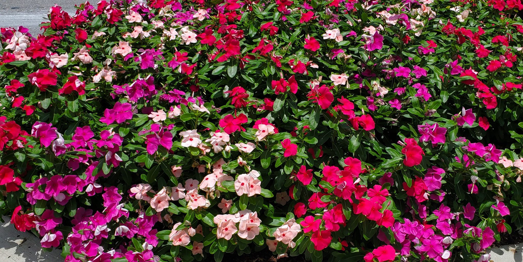 Periwinkles rule in summer heat - UF/IFAS Extension Charlotte County