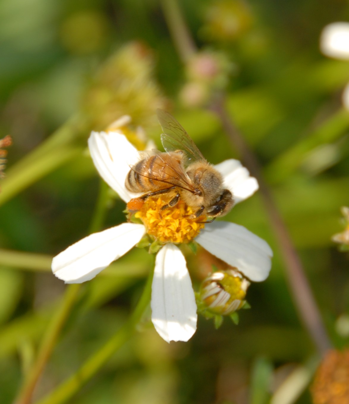 A native “weed” - UF/IFAS Extension Charlotte County