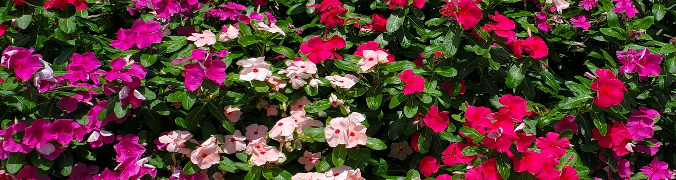 Periwinkles rule in summer heat - UF/IFAS Extension Charlotte County