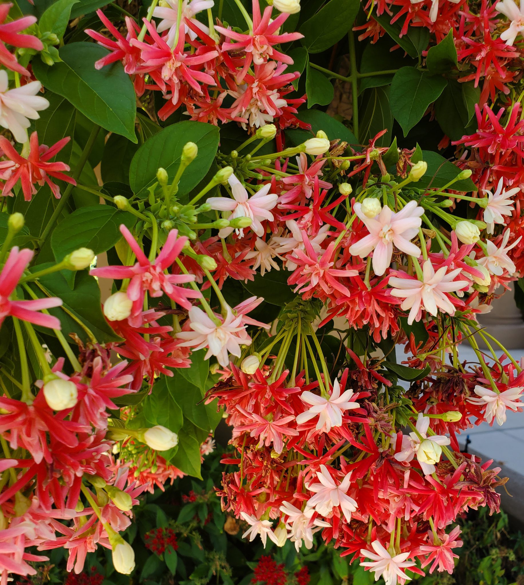 Rangoon creeper – single and double - UF/IFAS Extension Charlotte County