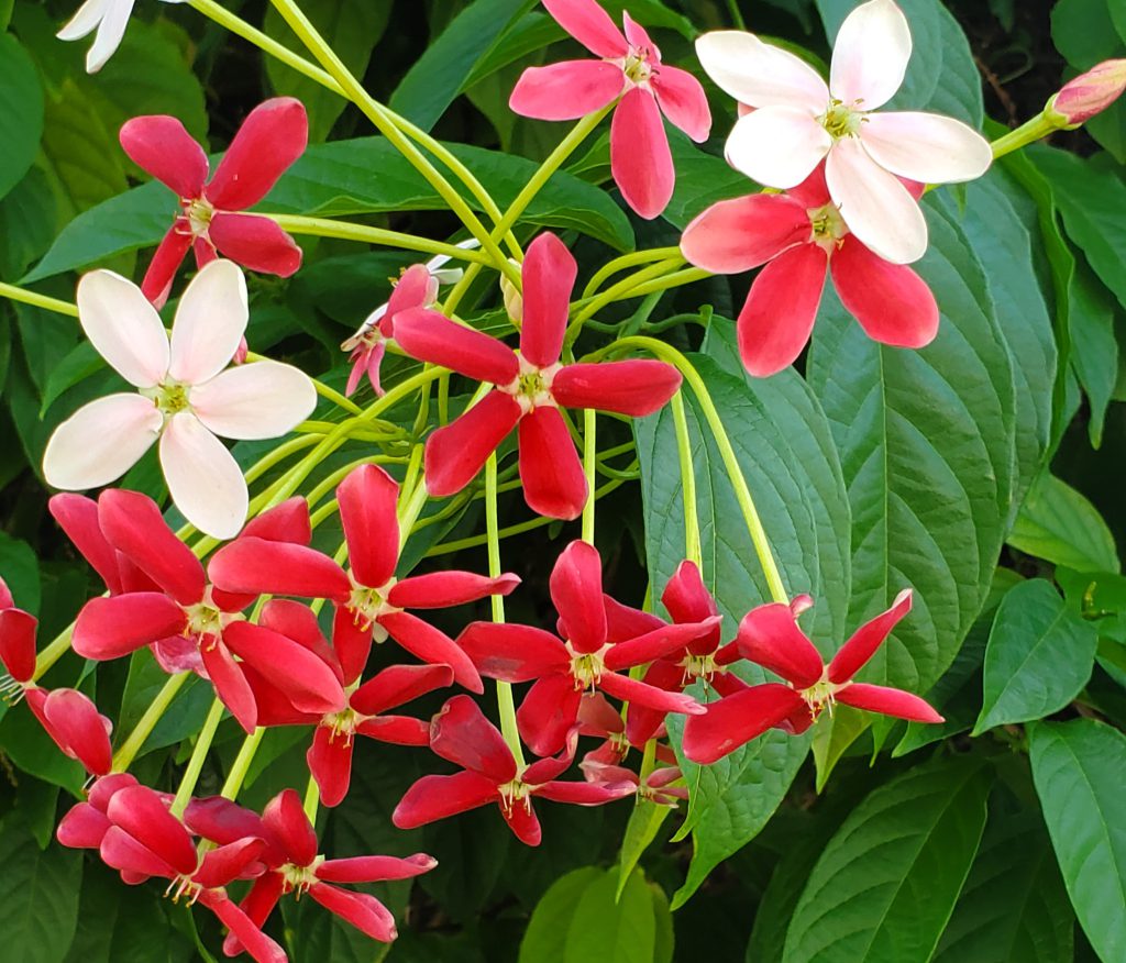 Rangoon creeper – single and double - UF/IFAS Extension Charlotte County