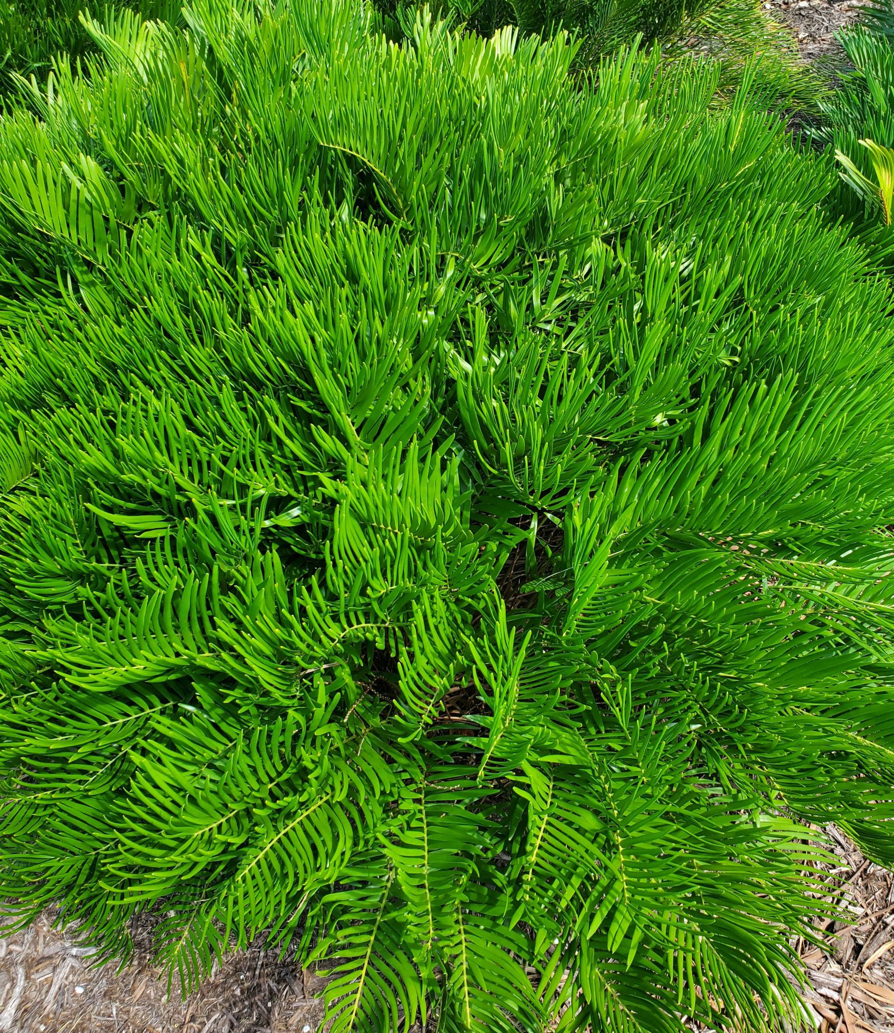 There is nothing like a coontie! - UF/IFAS Extension Charlotte County