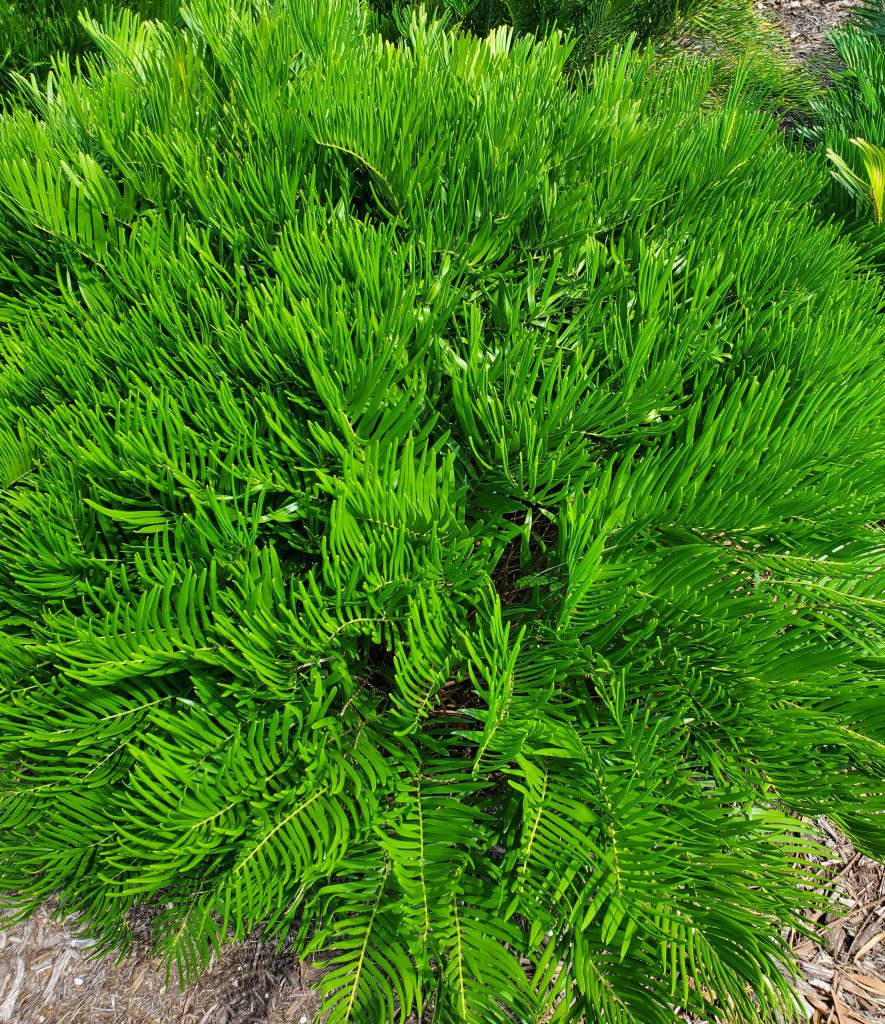 There is nothing like a coontie! - UF/IFAS Extension Charlotte County