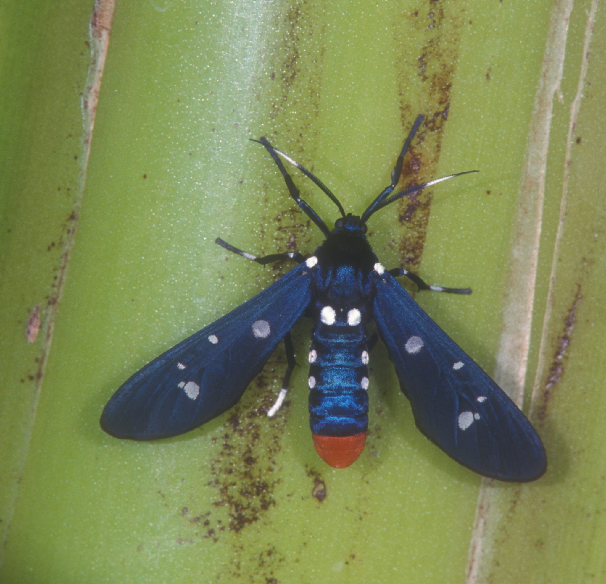 The oleander moth – color and calamity - UF/IFAS Extension Charlotte County
