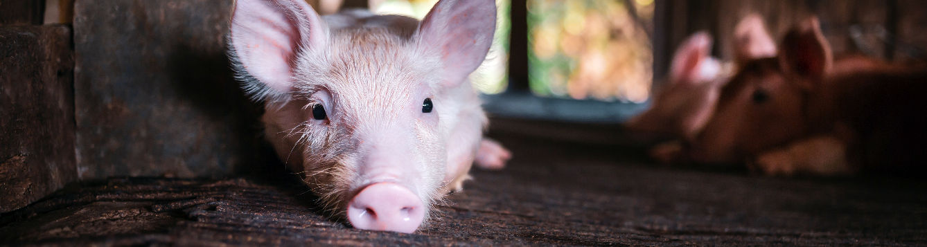 Navigating the Journey: Transporting and Caring for Your 4-H Pig - UF ...