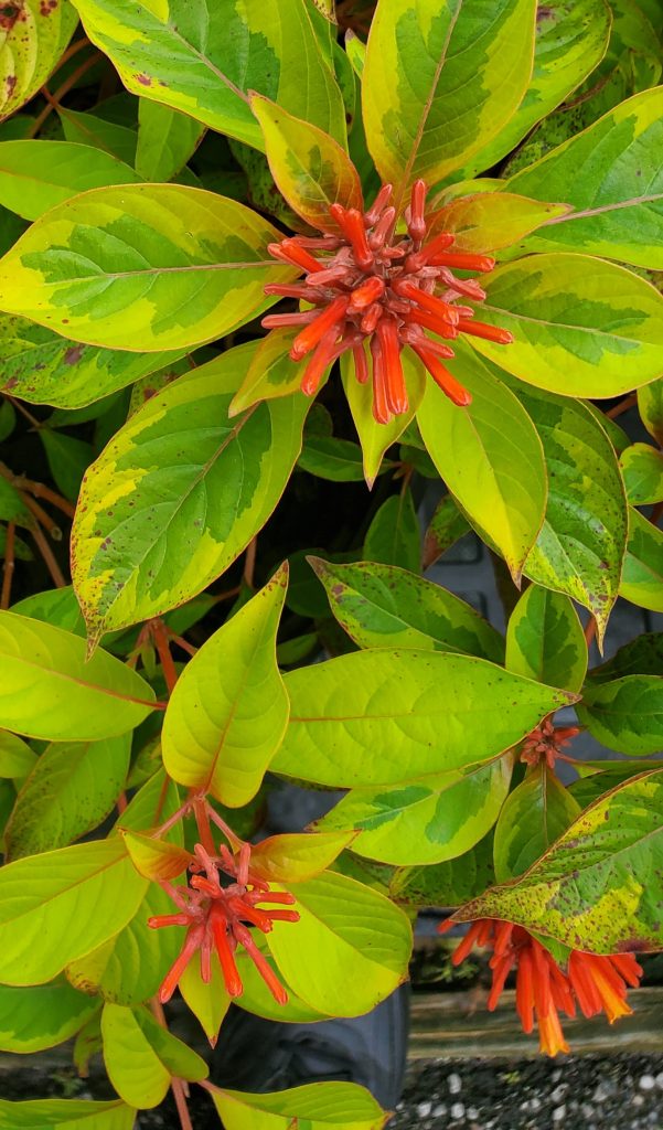 A firebush of a different color - UF/IFAS Extension Charlotte County