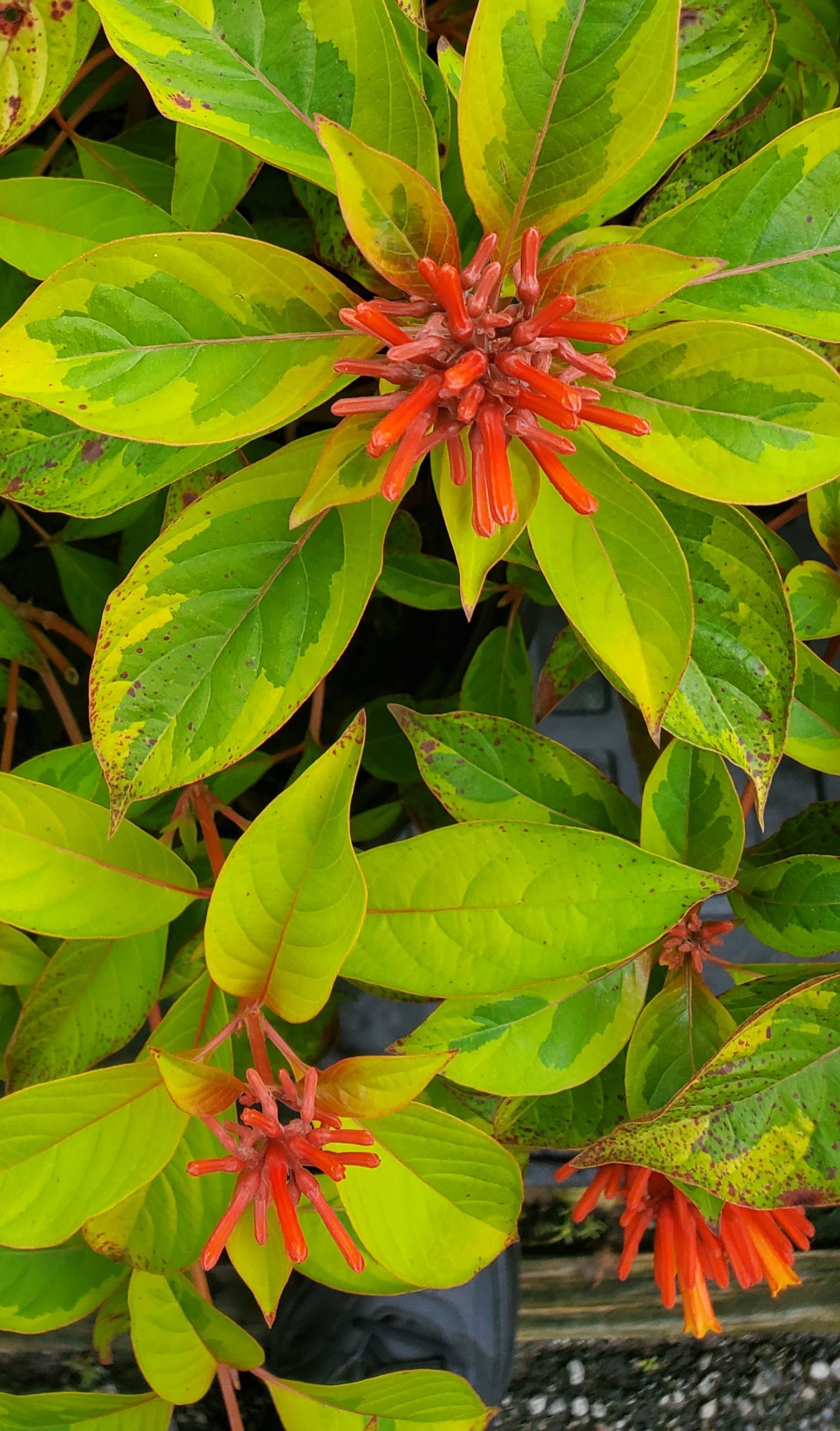 A firebush of a different color - UF/IFAS Extension Charlotte County
