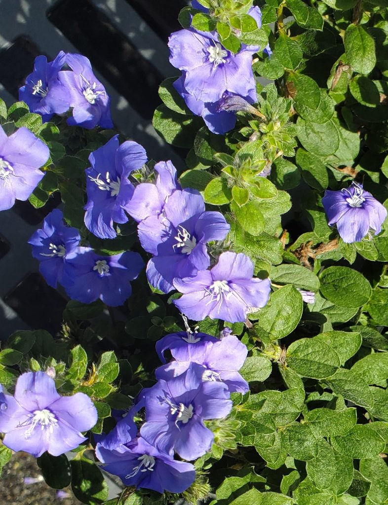 Blue for your Florida-Friendly Landscape™ - UF/IFAS Extension Charlotte ...